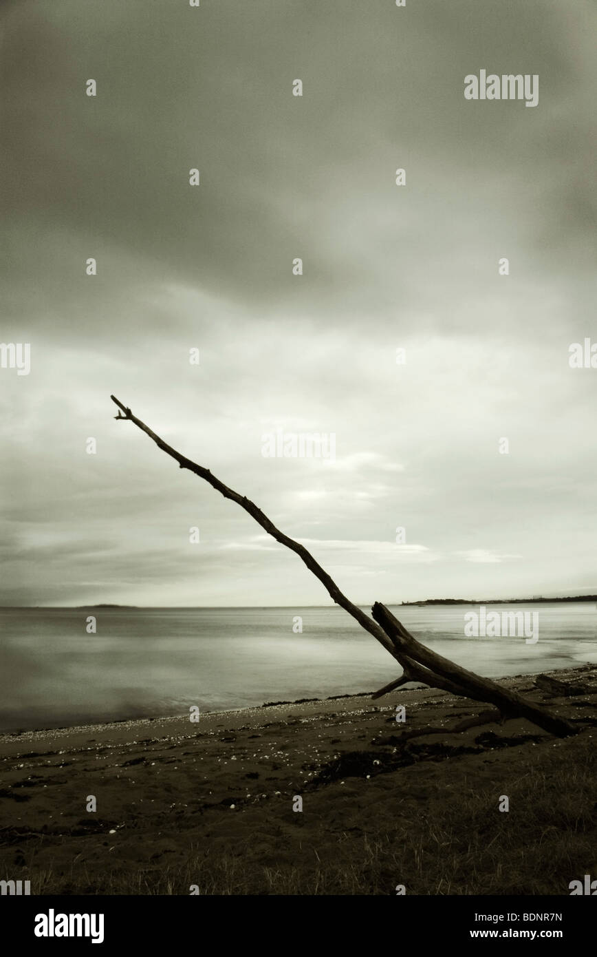 A single piece of wood washed up on the beach Stock Photo - Alamy