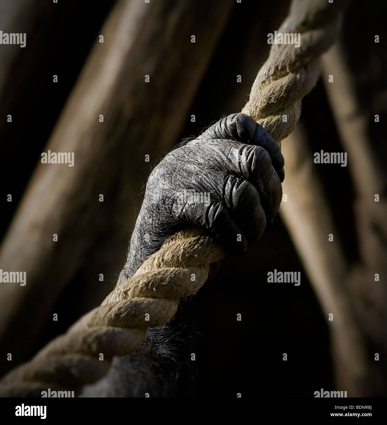 Rope enclosure hi-res stock photography and images - Alamy