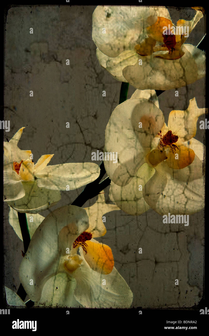 White orchids with overlaid texture effect Stock Photo - Alamy