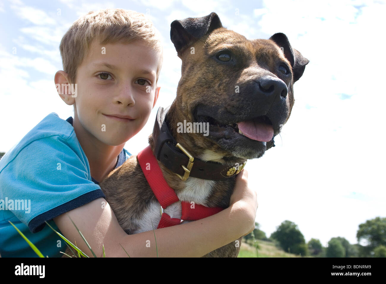 young boy outdoors with his staffordshire bull terrier Stock Photo - Alamy