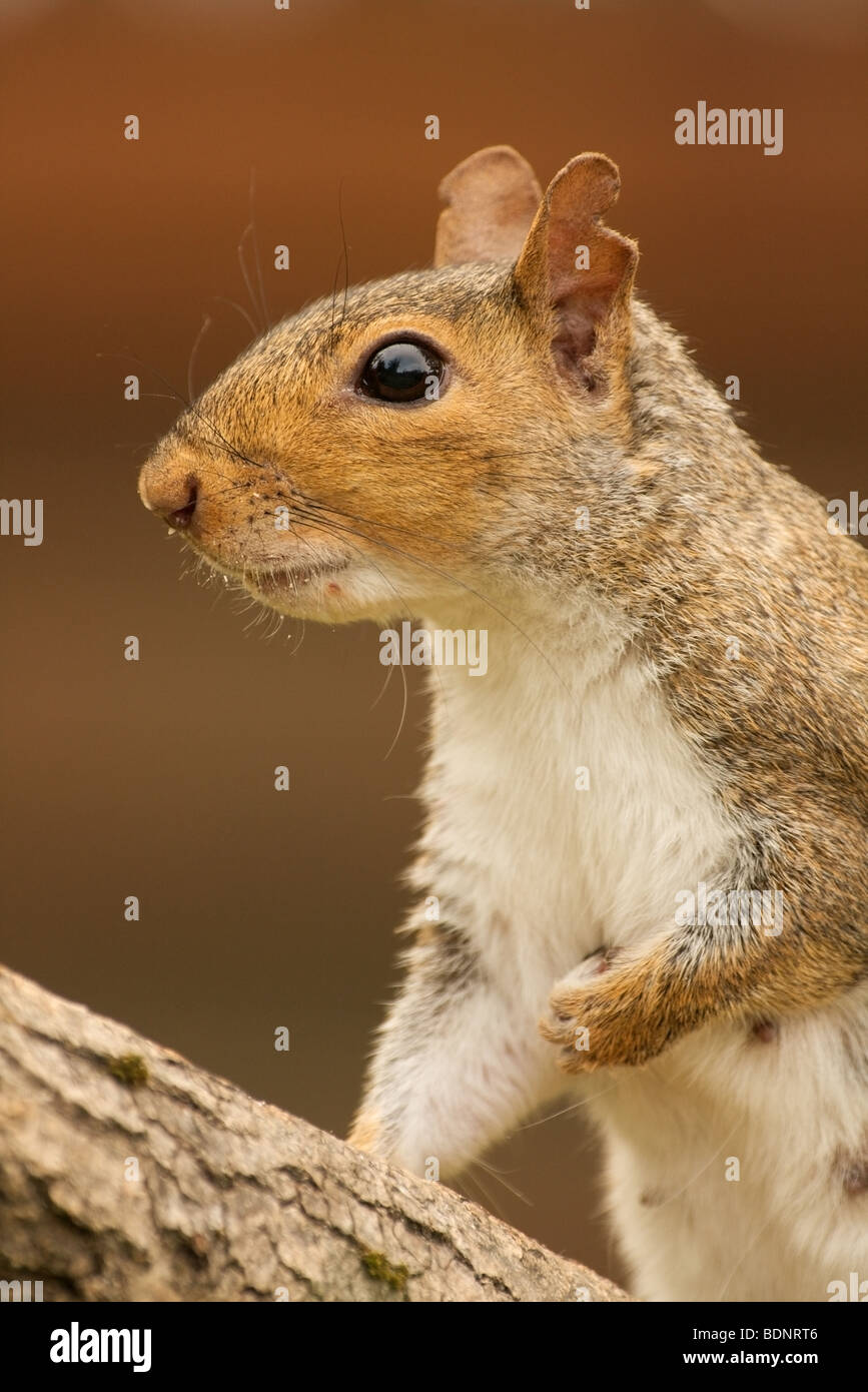 close-up of female grey squirrel with damaged ears Stock Photo - Alamy