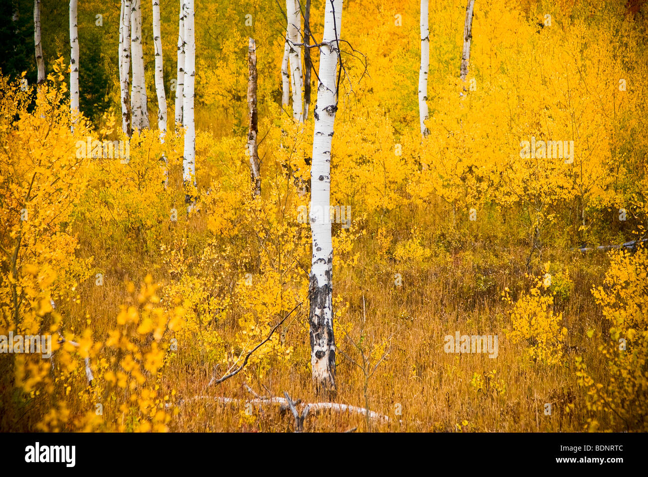 A view of orange foliage in the Autumn/Fall Stock Photo - Alamy