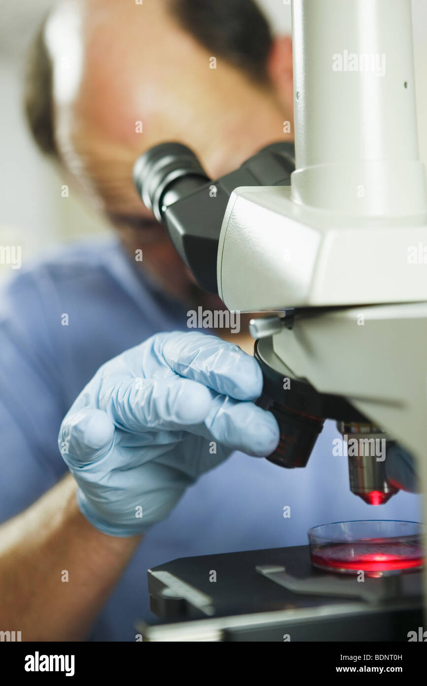 Microscope looking bacteria hi-res stock photography and images - Alamy