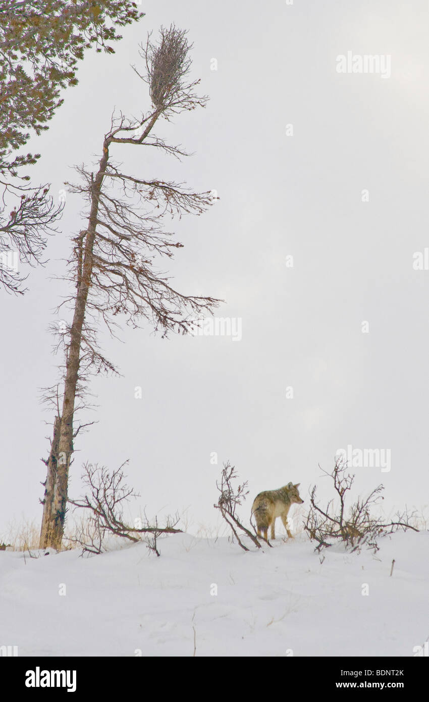 A windswept tree and a wolf Stock Photo - Alamy