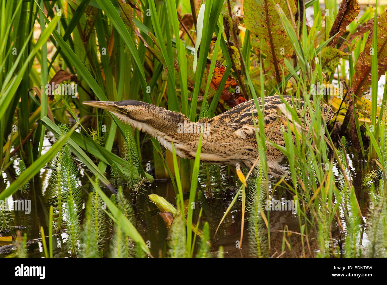 Bittern (Botaurus Stellaris Stock Photo - Alamy