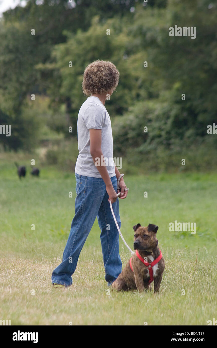 teenage mixed race boy walking staffordshire bull terrier in ...