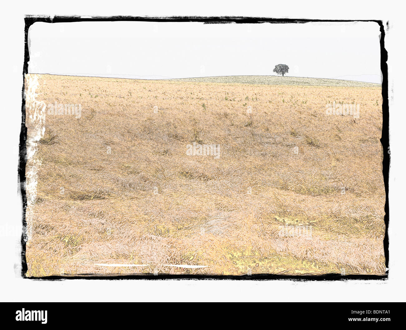 A lone tree in the distance Stock Photo - Alamy