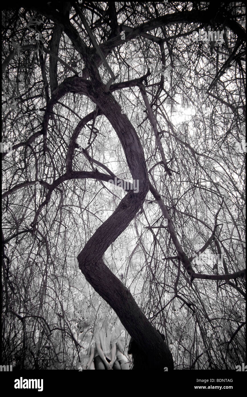 A twisted tree Stock Photo - Alamy