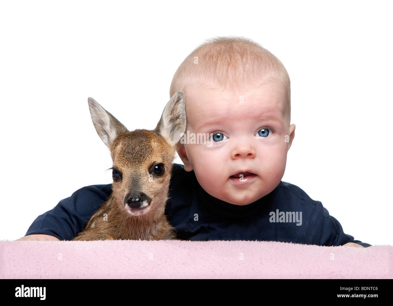 Portrait of baby boy with Fallow Deer Fawn in front of white background ...