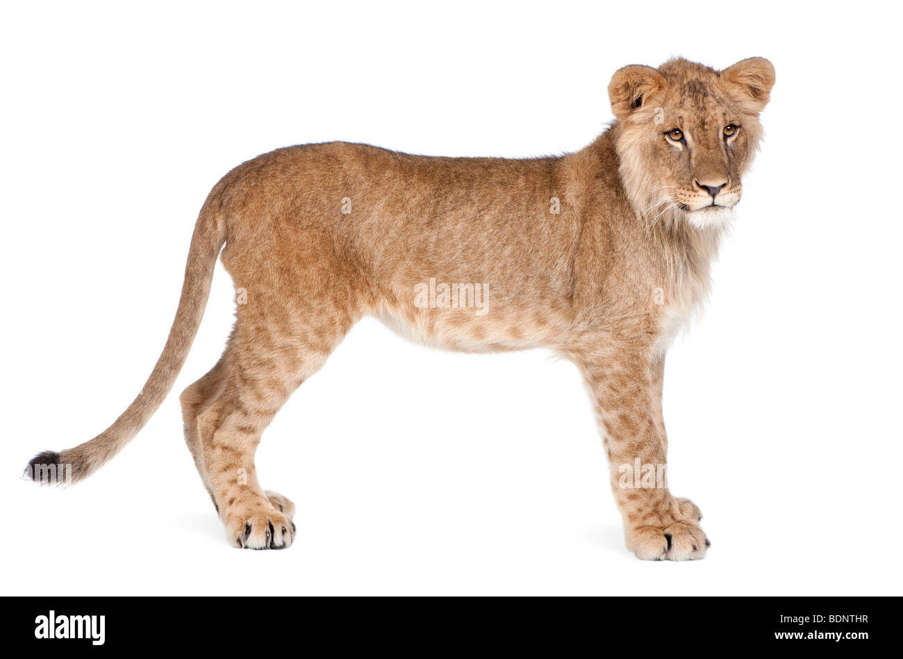 Side view of Lion cub, 8 months old, standing in front of white ...