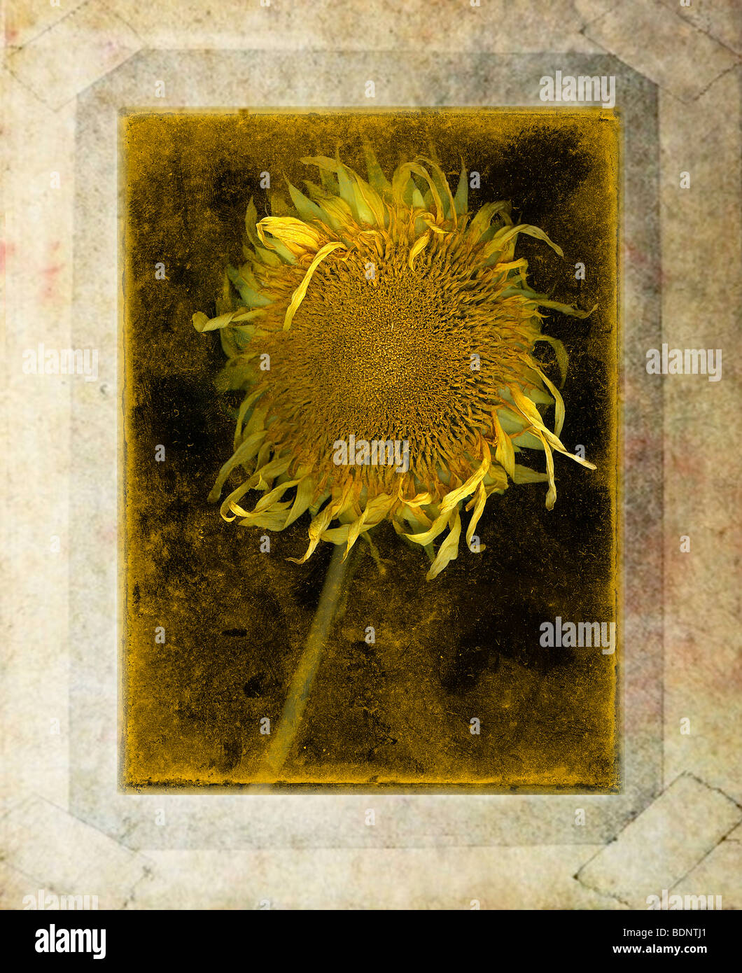 A single sunflower Stock Photo - Alamy