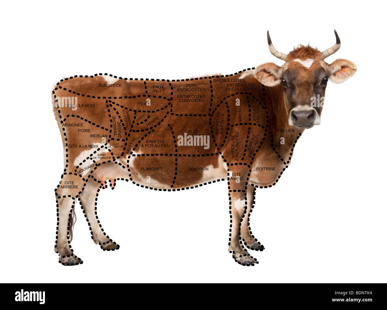 Dotted cow Cut Out Stock Images & Pictures - Alamy