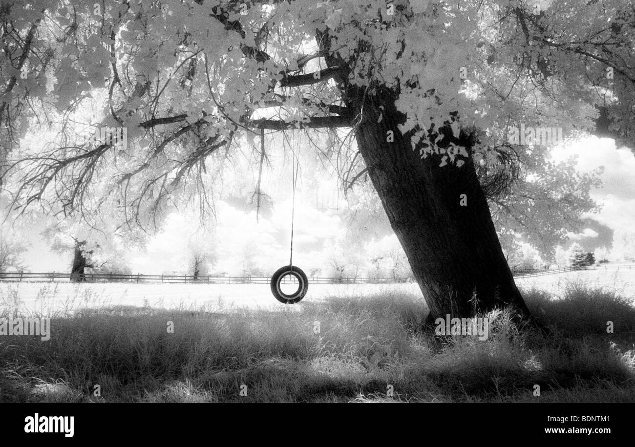 Hanging tree Black and White Stock Photos & Images - Alamy