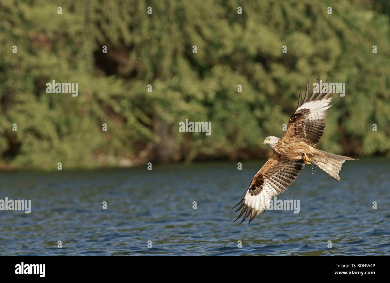 Red kite (Milvus Milvus Stock Photo - Alamy