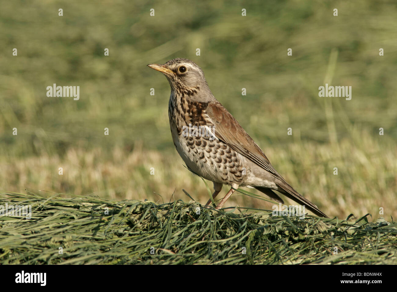 Fieldfare turdus pilaris single bird hi-res stock photography and ...
