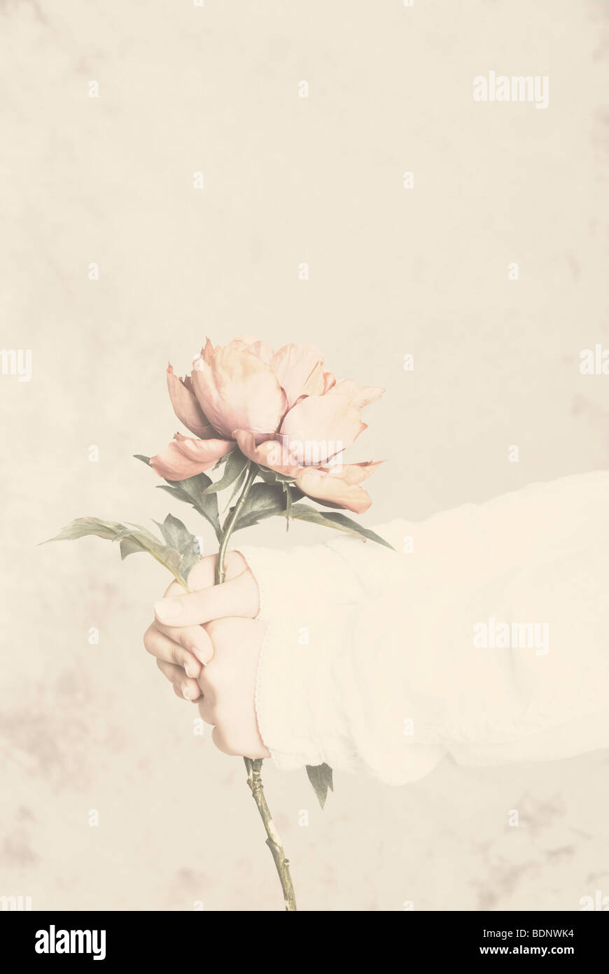 hands holding a rose Stock Photo - Alamy