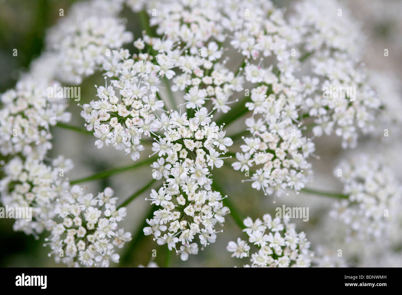 Ground elder (Aegopodium podagraria) England, UK Stock Photo - Alamy