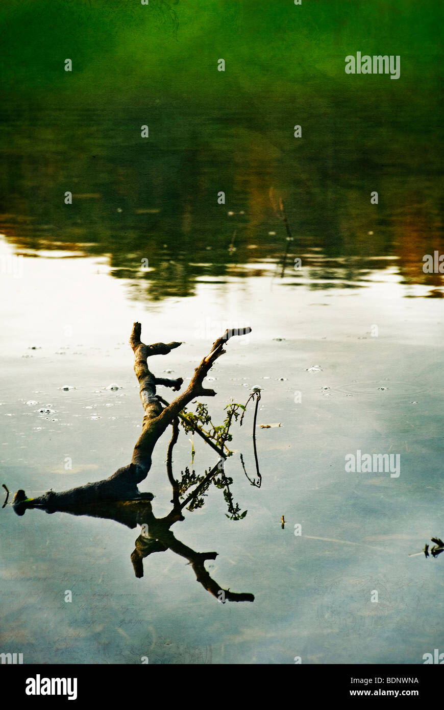 branch in river Stock Photo - Alamy