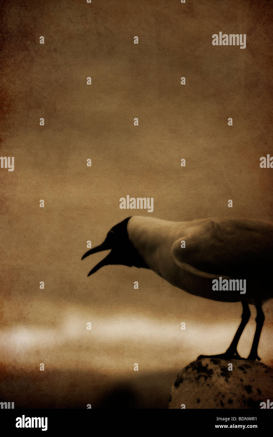 Seagull menace hi-res stock photography and images - Alamy