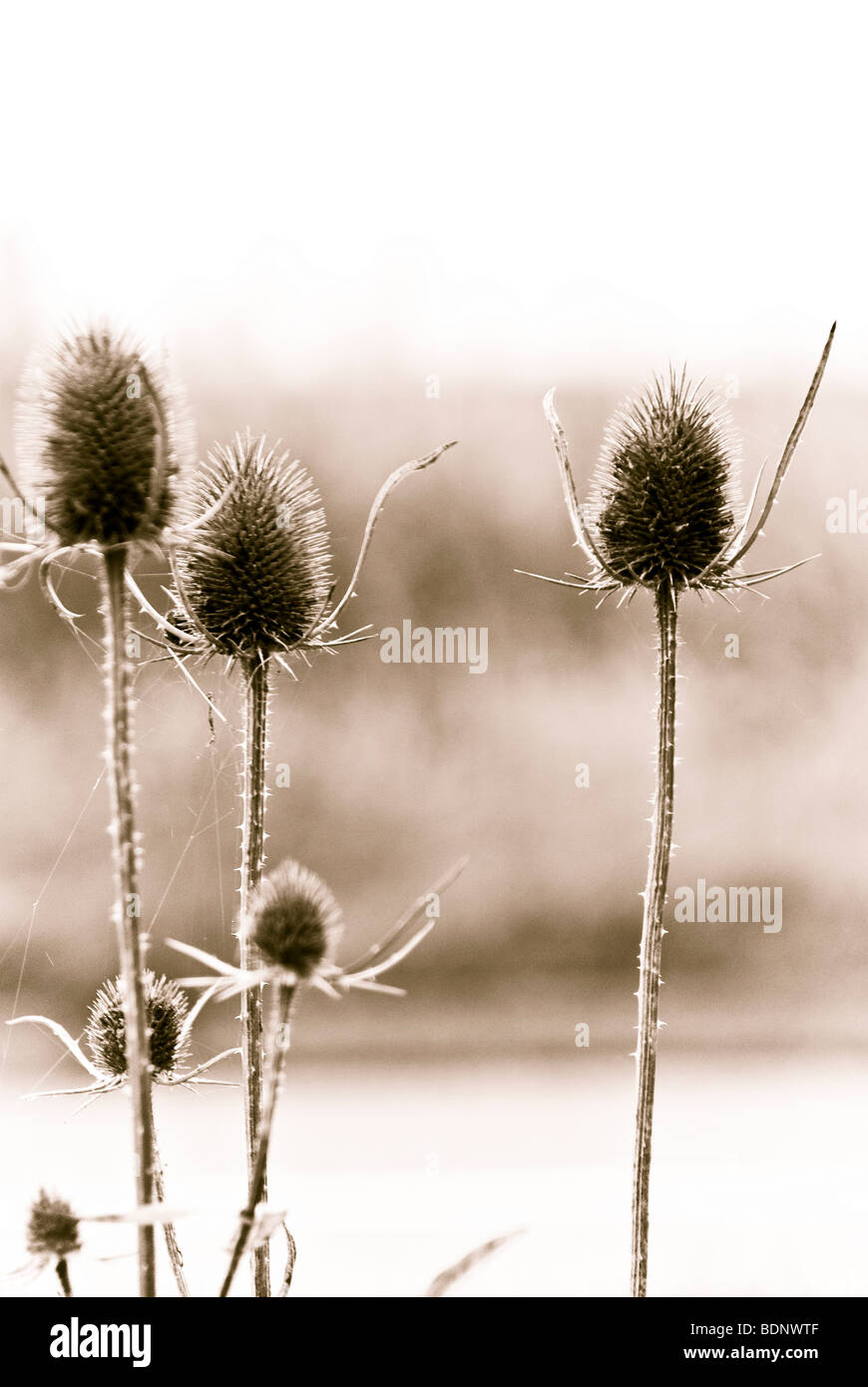 Teasel hi-res stock photography and images - Alamy