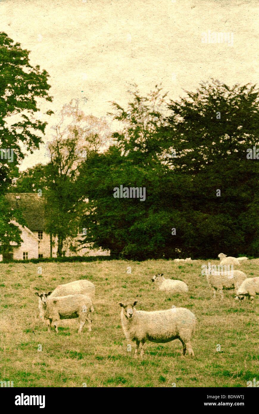 Countryside scene with sheep in a field with a large house hidden ...