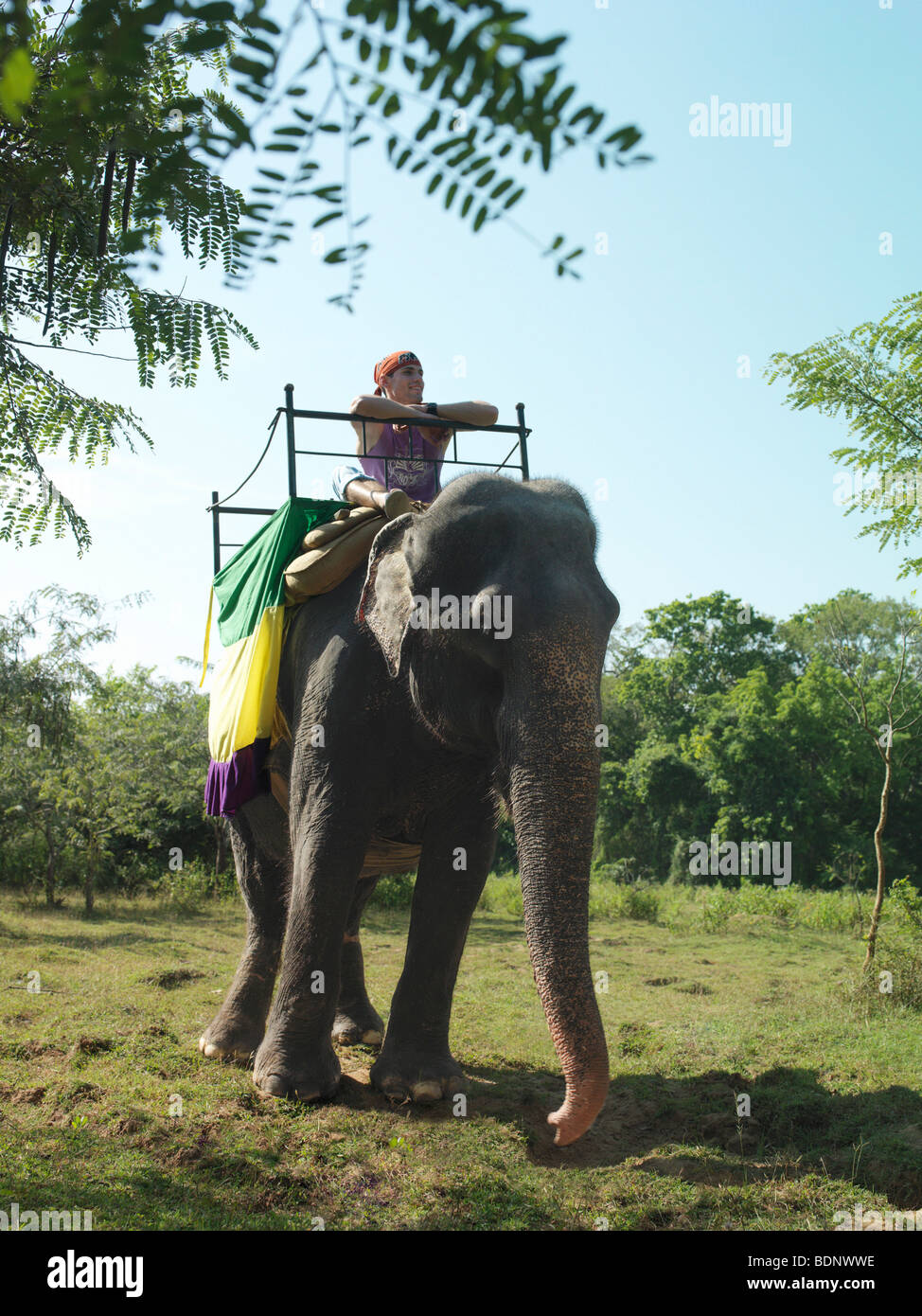 Young woman riding elephant, leaning, looking at view Stock Photo - Alamy