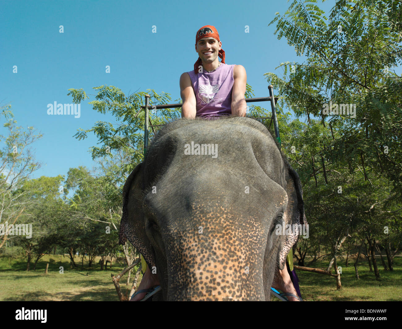 Portrait of young man riding elephant, smiling, trees in background ...