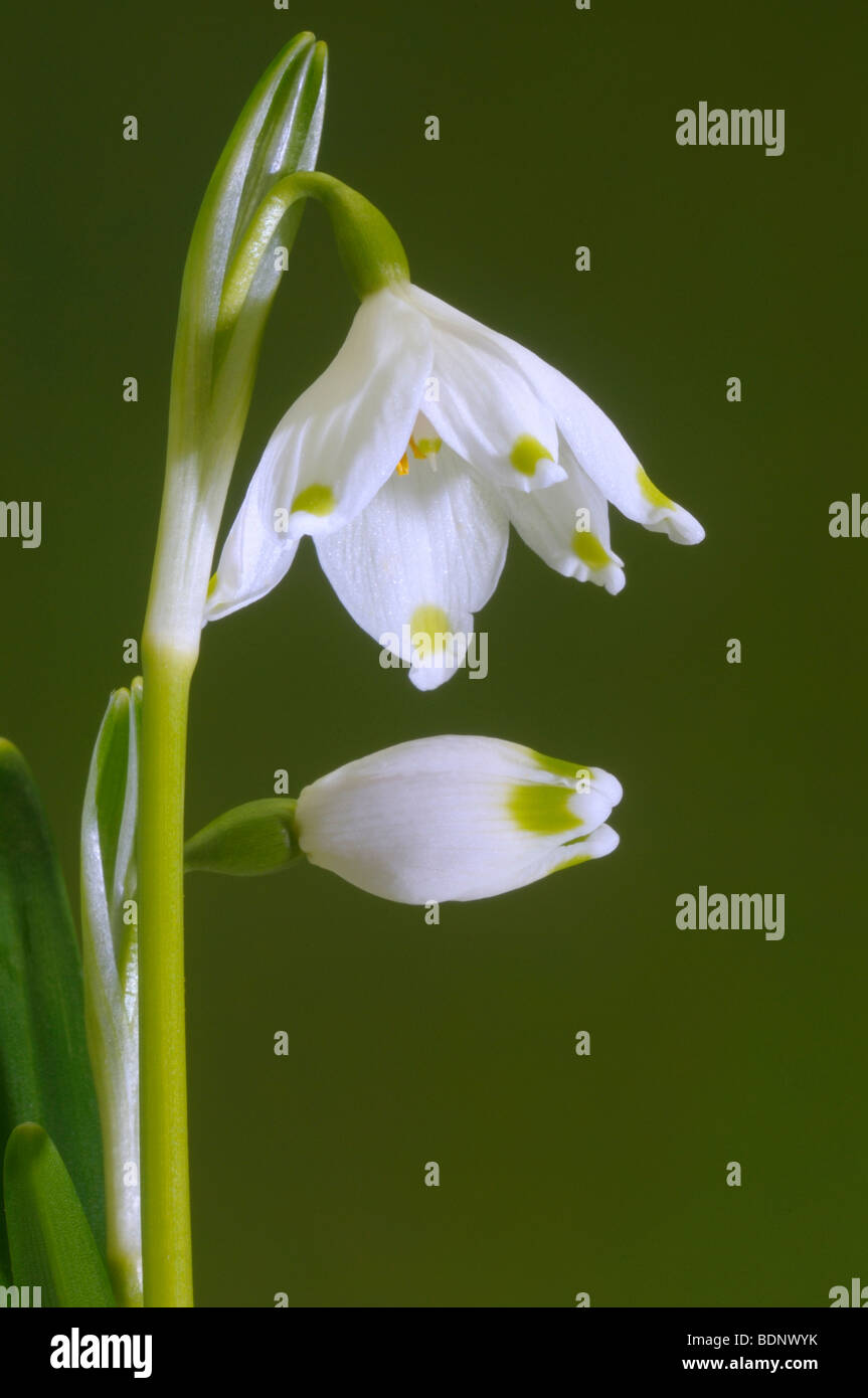 Leucojum vernum hi-res stock photography and images - Alamy