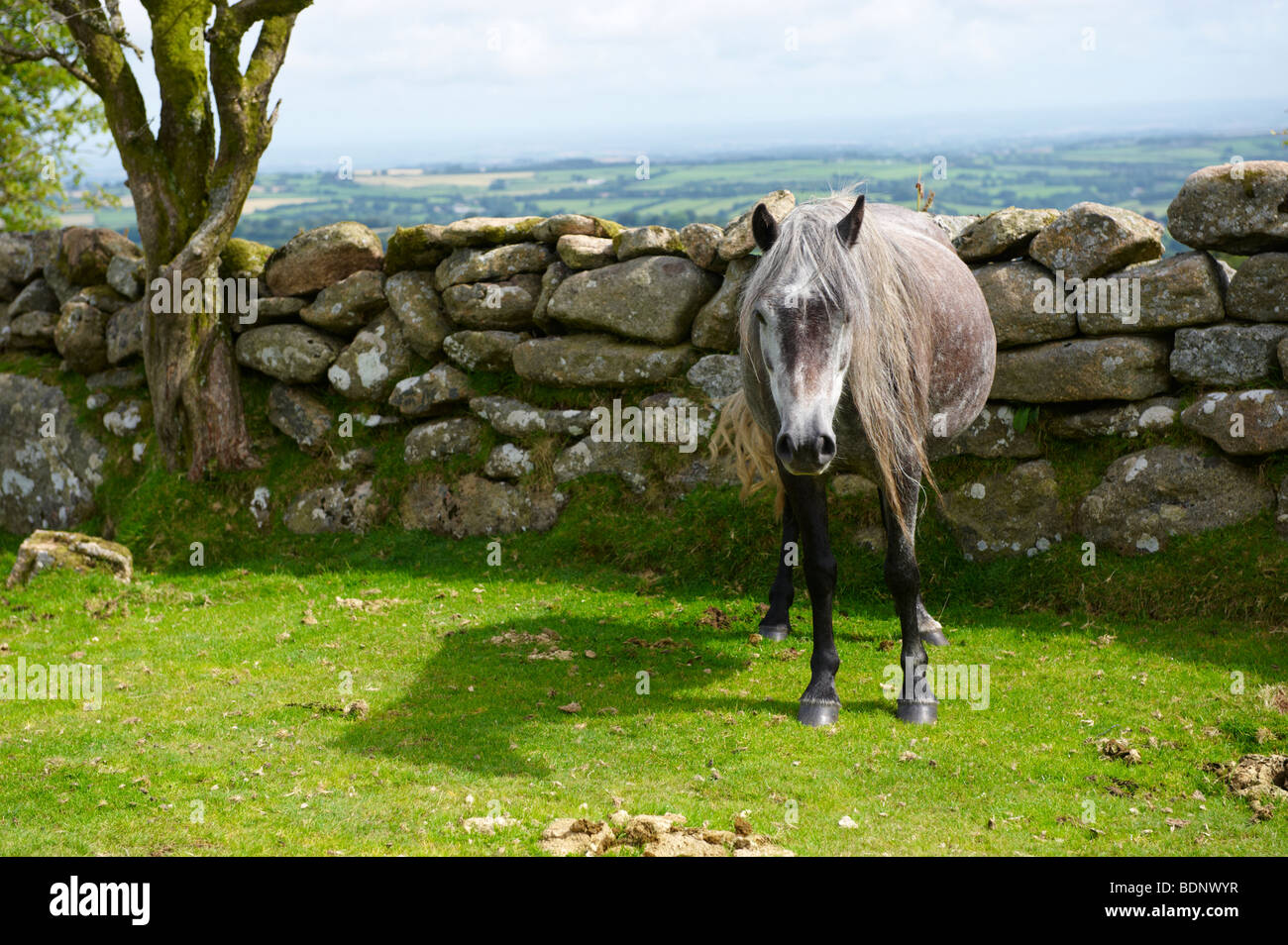 Dartmoor pony between Scorhill and Button Hill nr Chagford Stock Photo ...