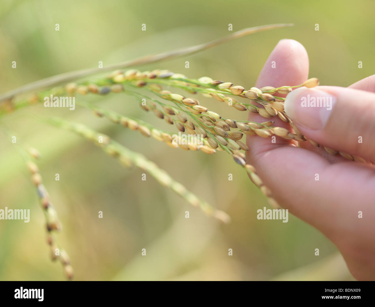 Close-up of hand holding grass Stock Photo - Alamy