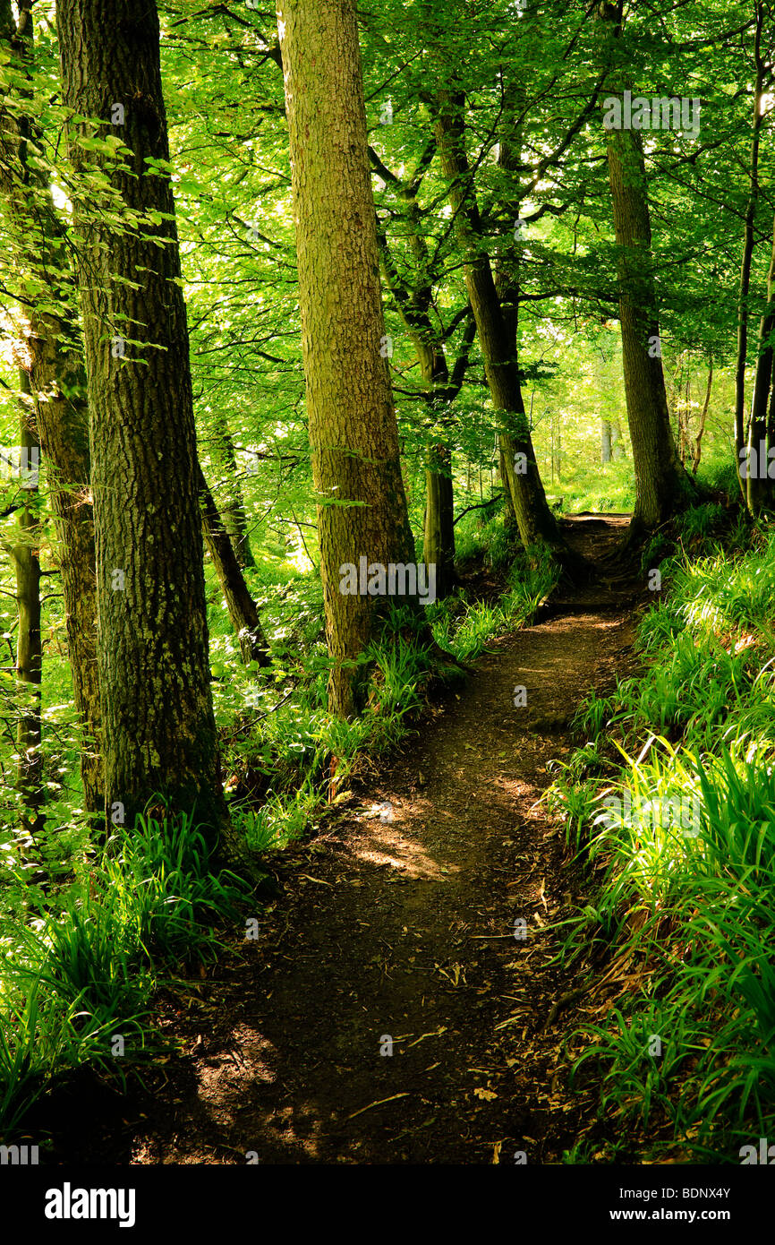 Tree lined forest path - Failford gorge, Ayrshire Stock Photo - Alamy