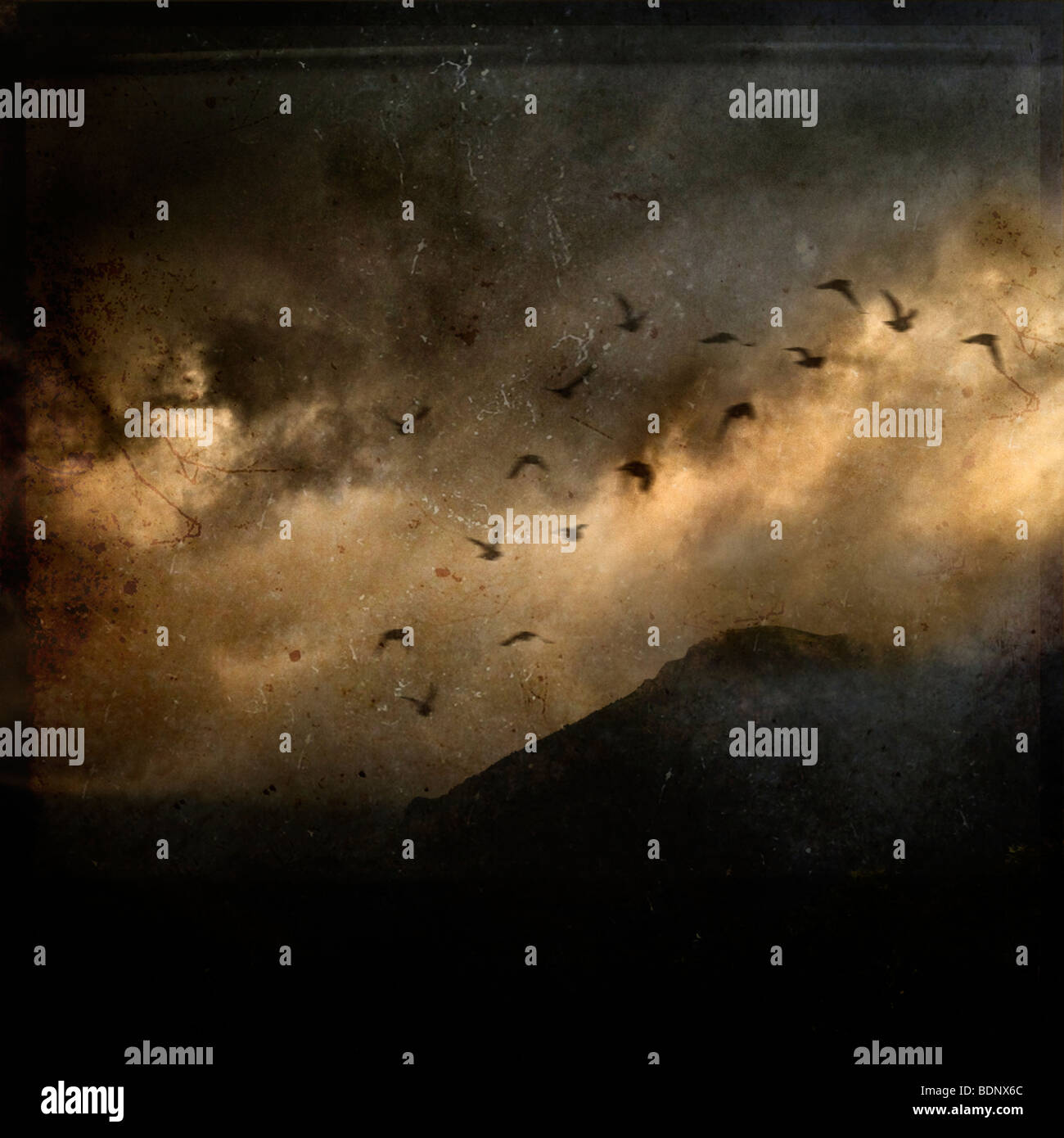 Birds flying in a dark sky Stock Photo - Alamy