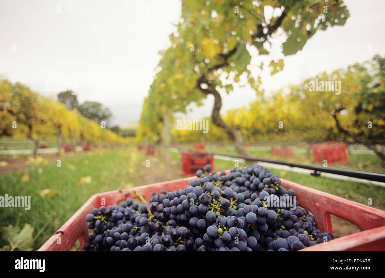 Food crops victoria australia hi-res stock photography and images - Alamy