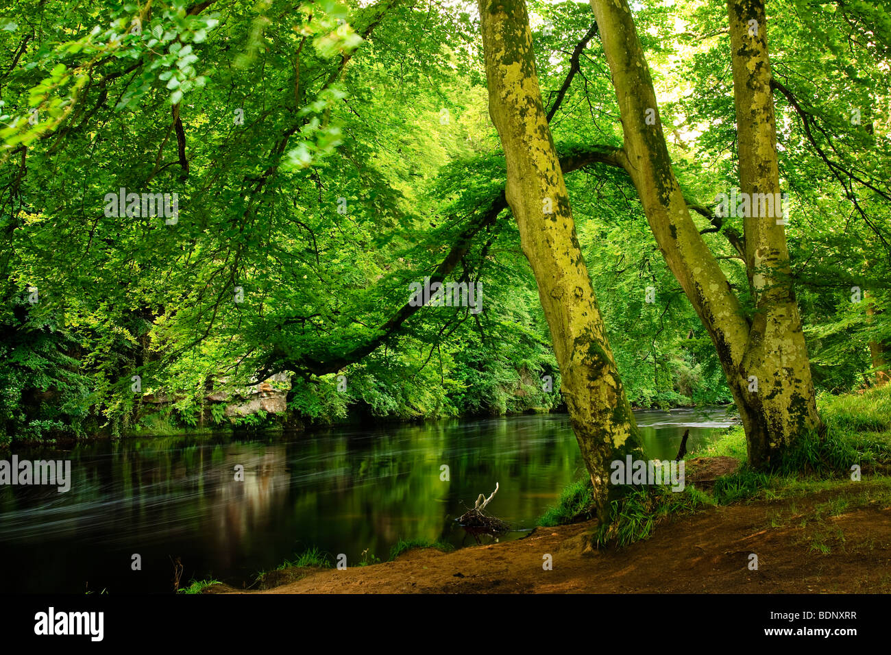 The river Ayr flowing through Failford gorge Stock Photo - Alamy