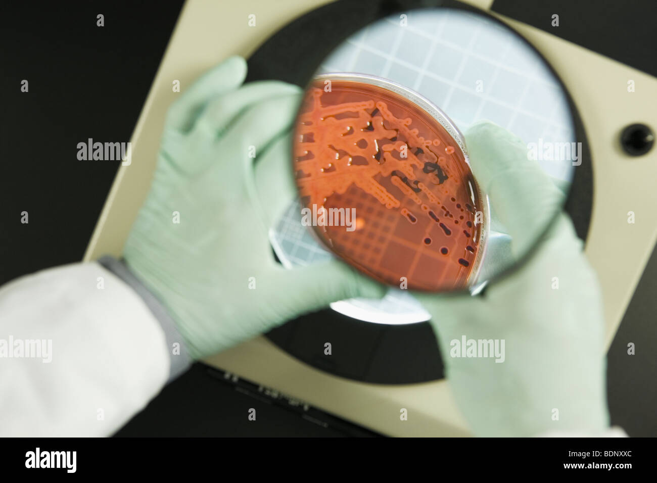 Scientist analyzing bacterial colonies Stock Photo - Alamy