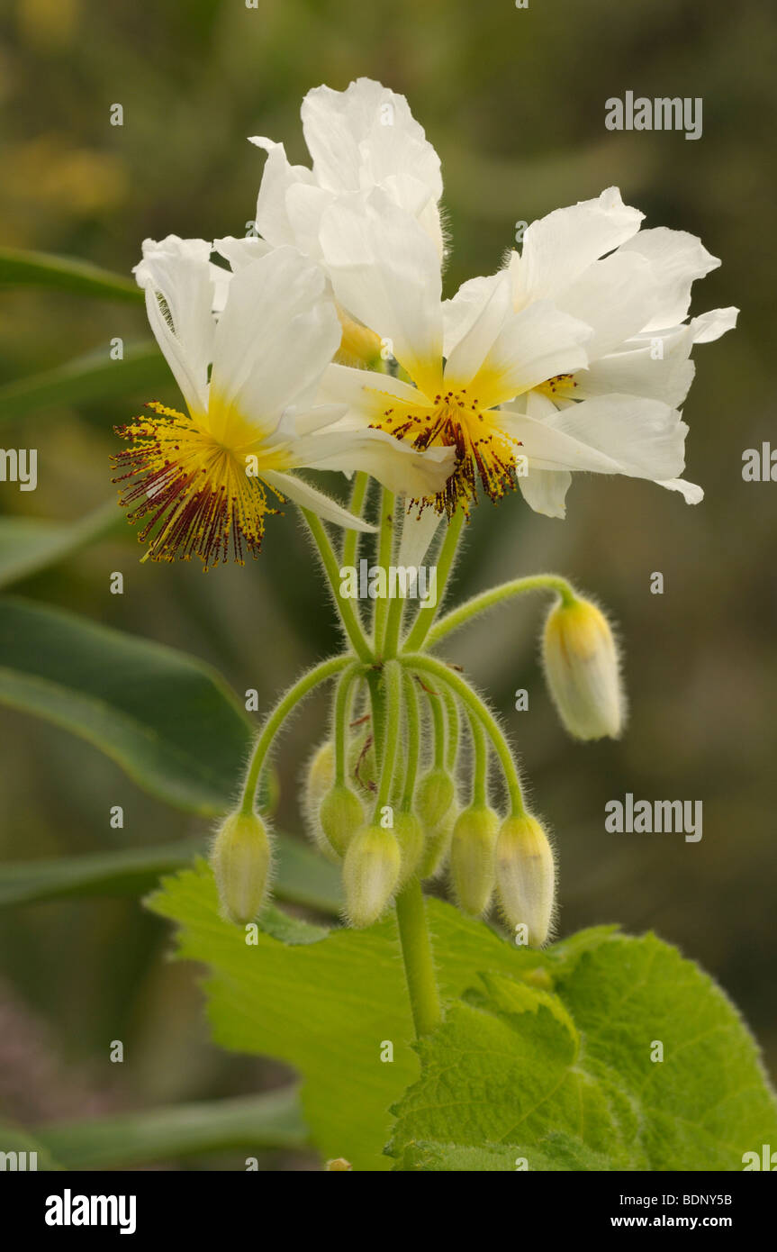 African hemp hi-res stock photography and images - Alamy