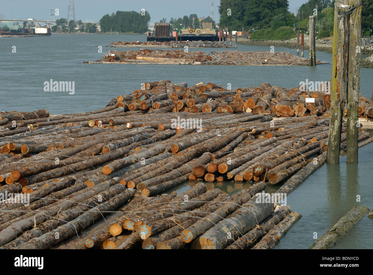 Log booms waiting for transfer to local mills on the Fraser River Stock ...