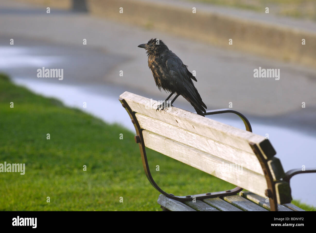 Northwestern crow hi-res stock photography and images - Alamy