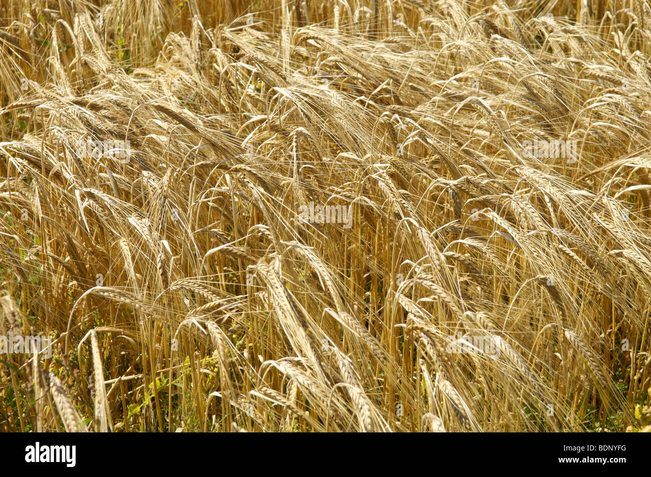 Barley field swaying hi-res stock photography and images - Alamy
