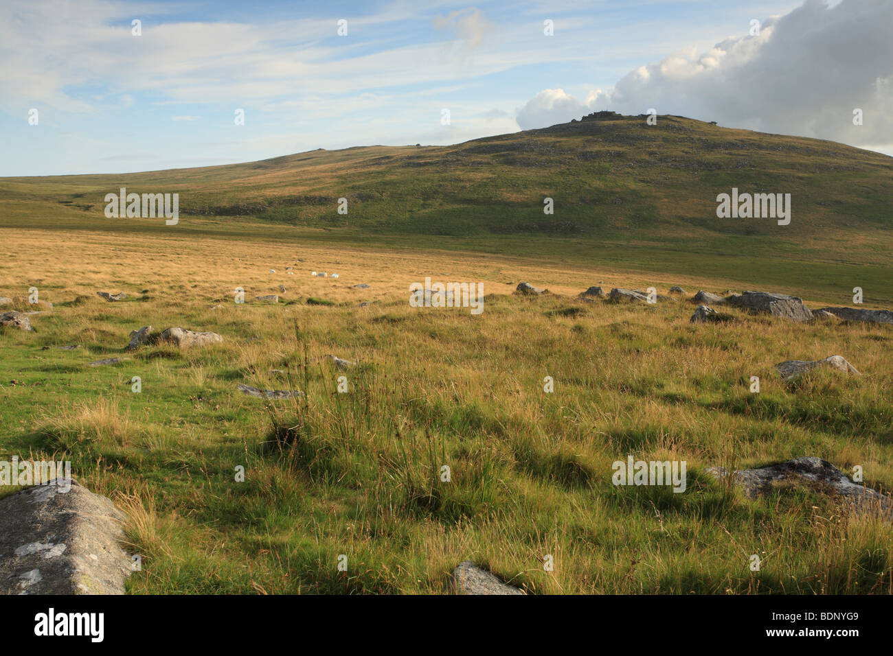 Yes Tor (619 Metres), one of Dartmoor's highest peaks, viewed from West ...