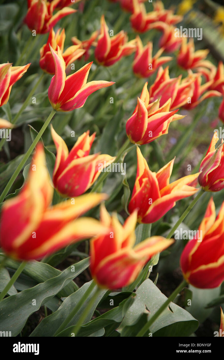 State flora hi-res stock photography and images - Alamy