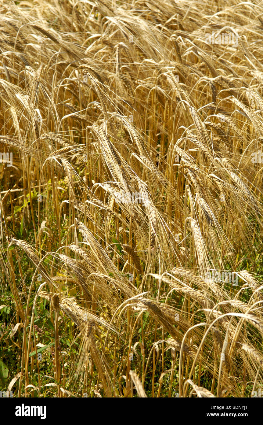 A close up of a barley field Stock Photo - Alamy