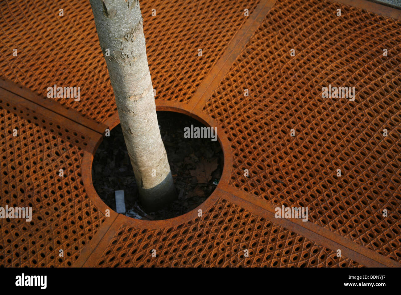 Metal grating protecting tree in city Stock Photo - Alamy
