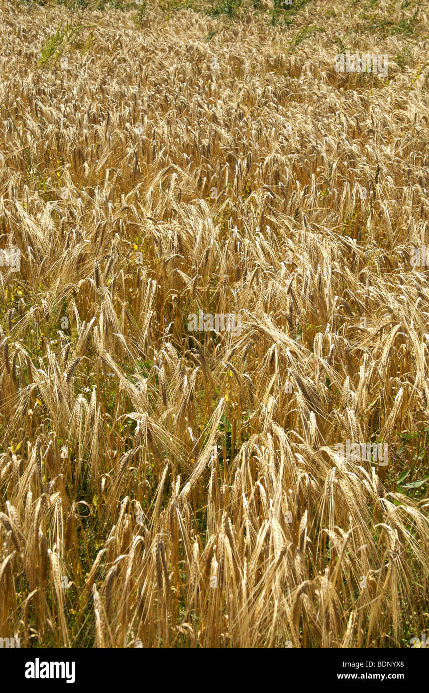 A close up of a barley field Stock Photo - Alamy