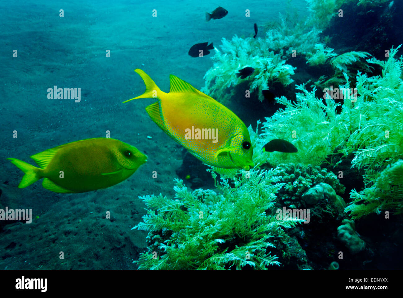 At the wreck of the Liberty, Blue-spotted Spinefoot (Siganus coral ...
