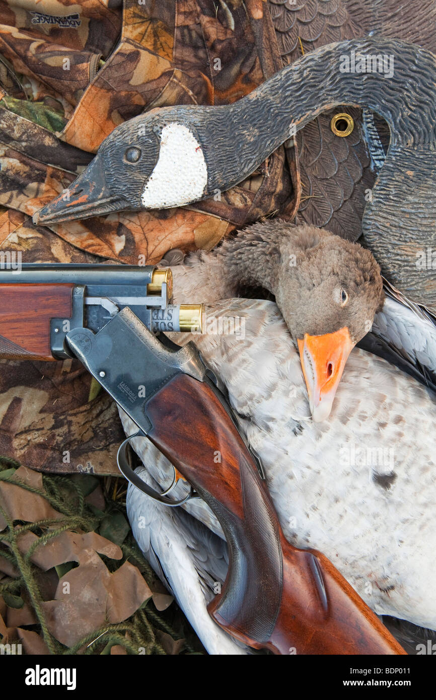 A Greylag Goose photographed with a goose decoy and a shotgun Stock ...