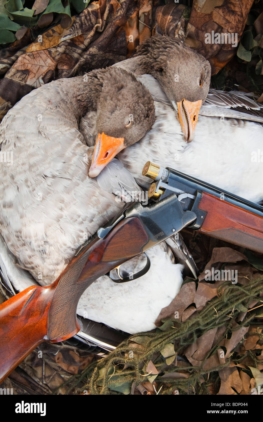 Two Greylag Geese photographed with a shotgun and camouflage Stock ...