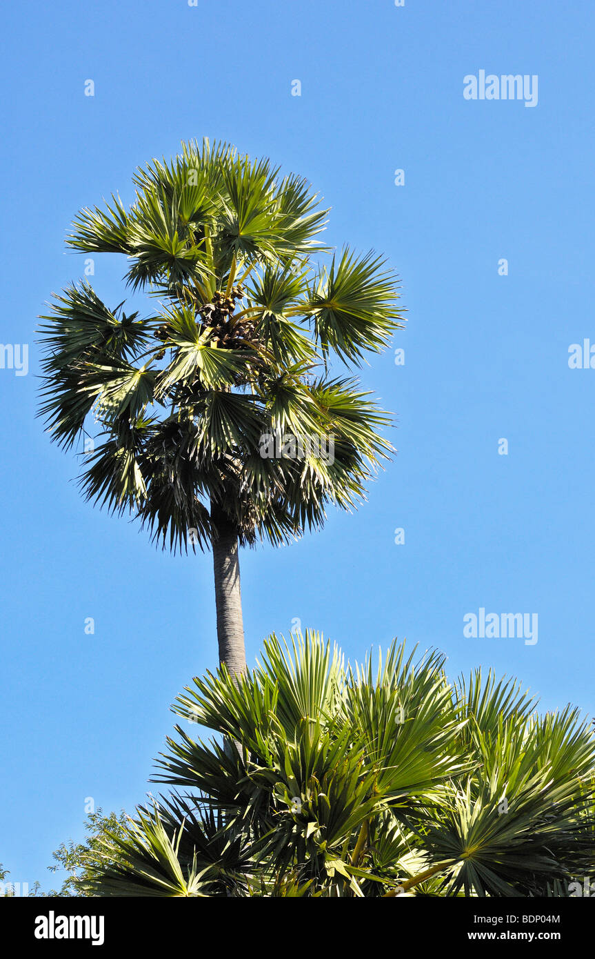 Asian Palmyra Palms (Borassus flabellifer), Komodo National Park ...