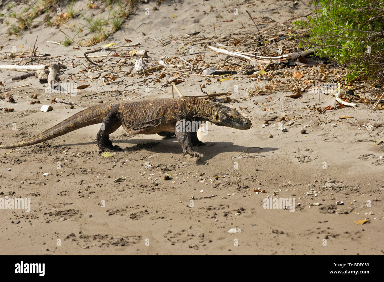 Komodo Dragon Full Body High Resolution Stock Photography and Images ...
