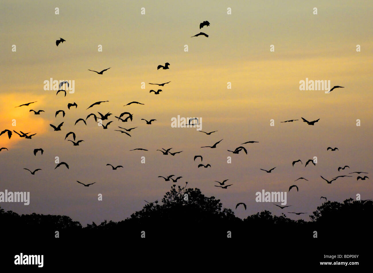 Megabats (Pteropodidae), Kalong mangrove island, Komodo National Park ...